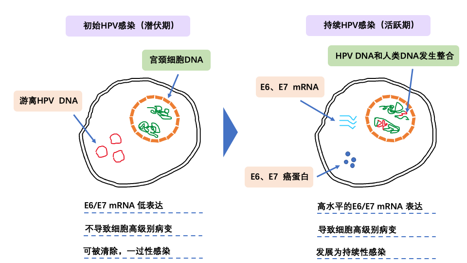 HPV E6 E7 MRNA HPV E6 E7 MRNA